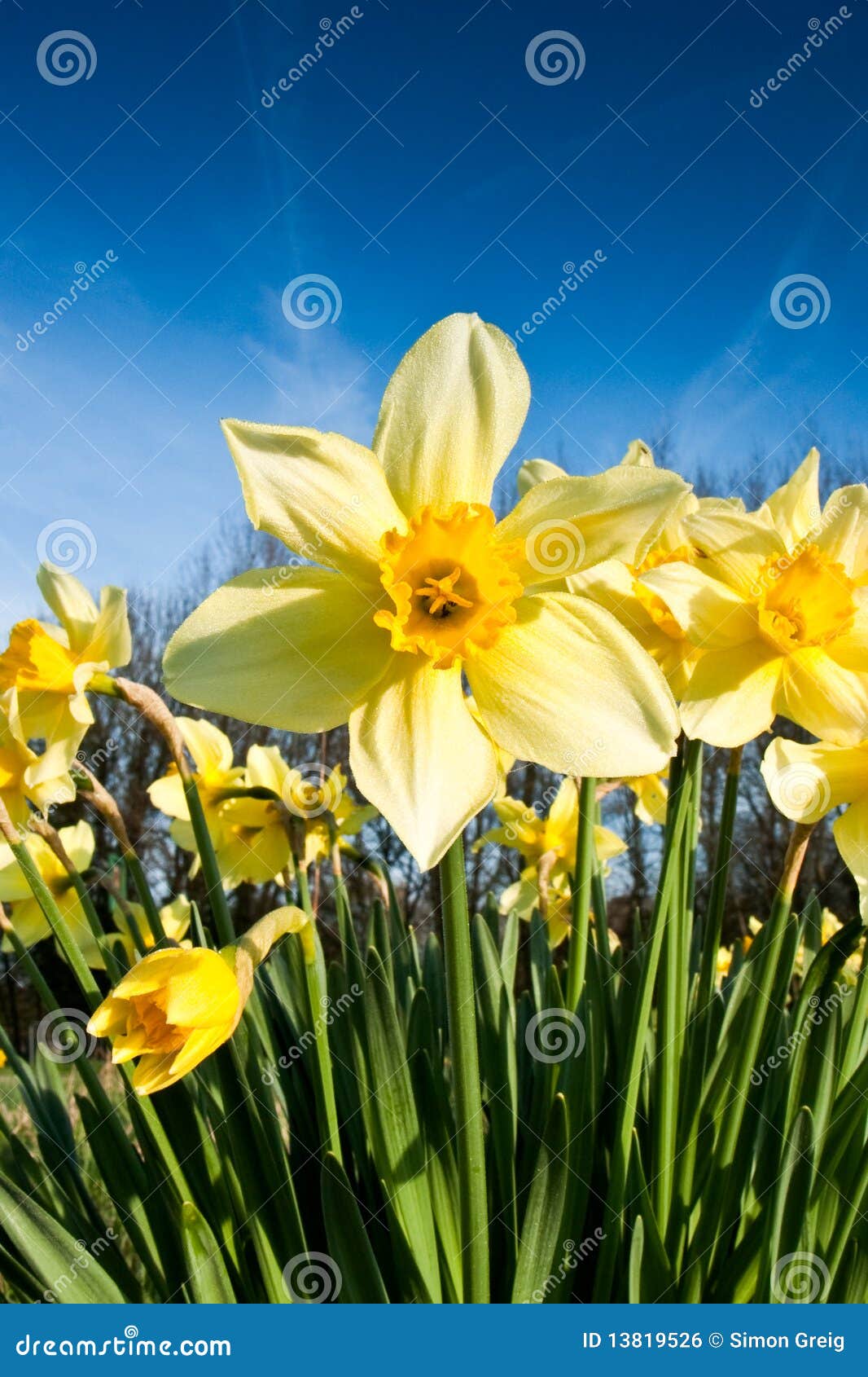 Daffodil Front on stock photo. Image of daffodil, plants - 13819526