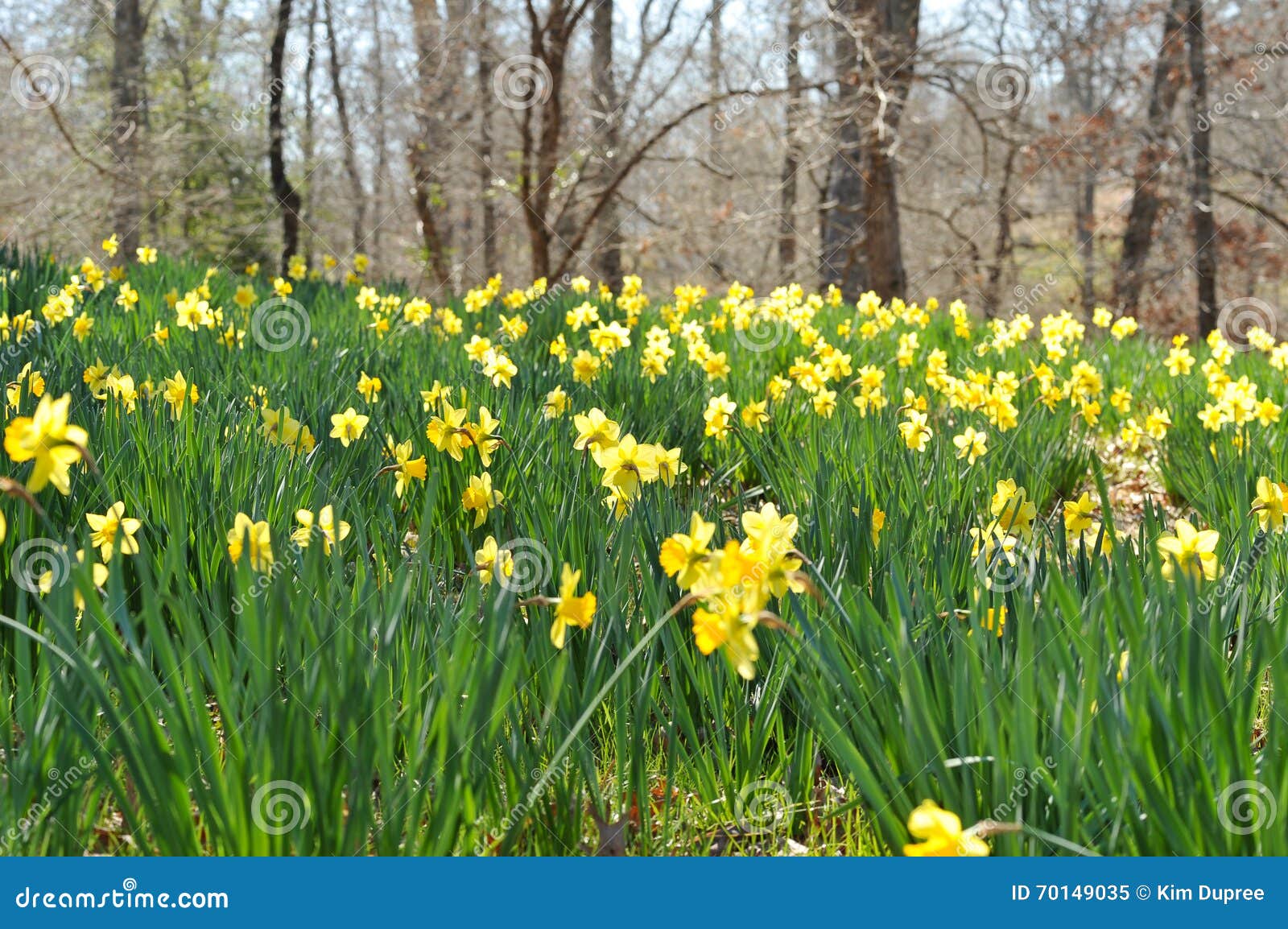 Daffodil Garden stock image. Image of meadow, yellow - 70149035