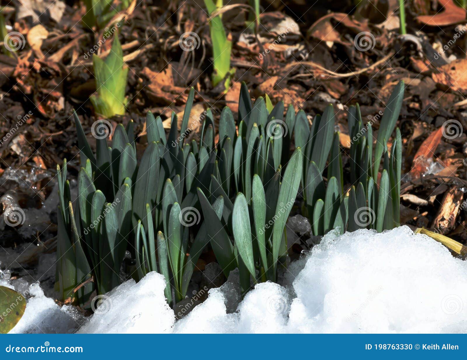 Daffodil and Iris Shoots in the Snow Stock Photo - Image of park ...