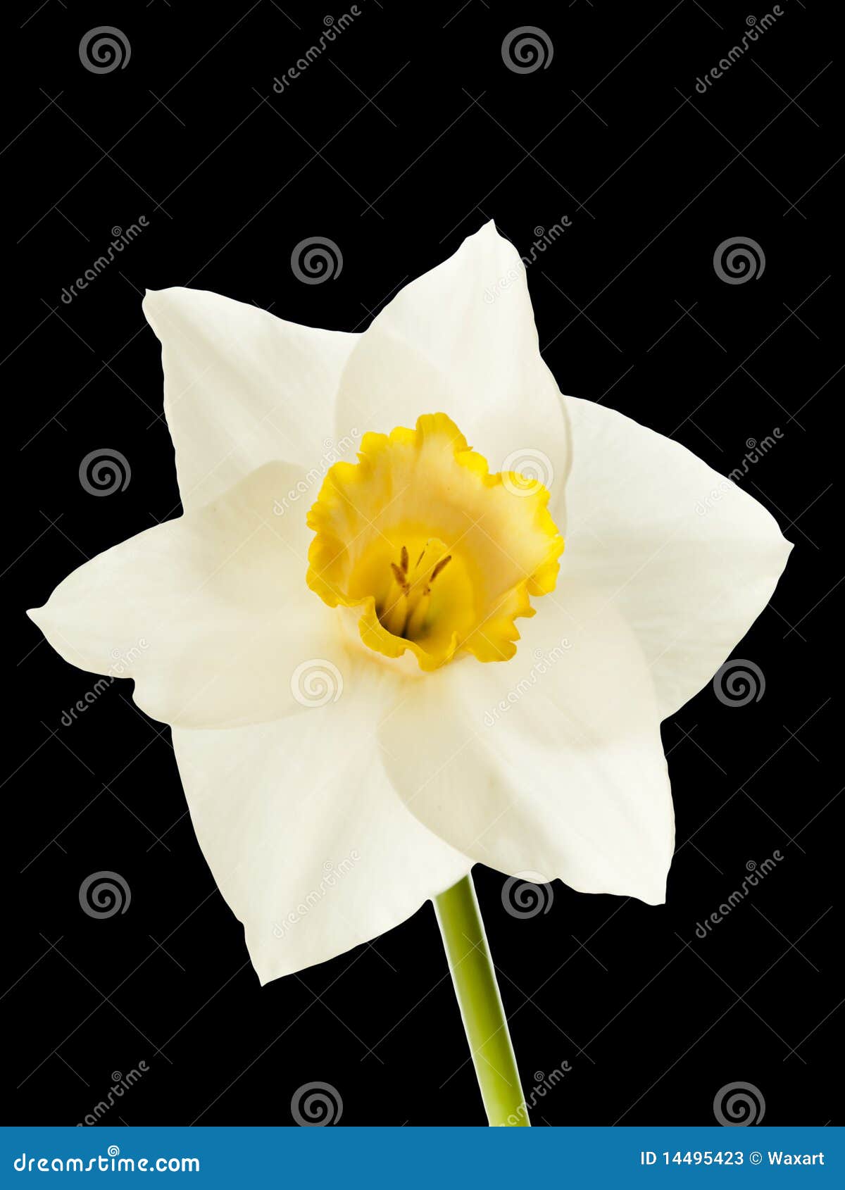 Daffodil Isolated on Black Background Stock Image - Image of yellow ...