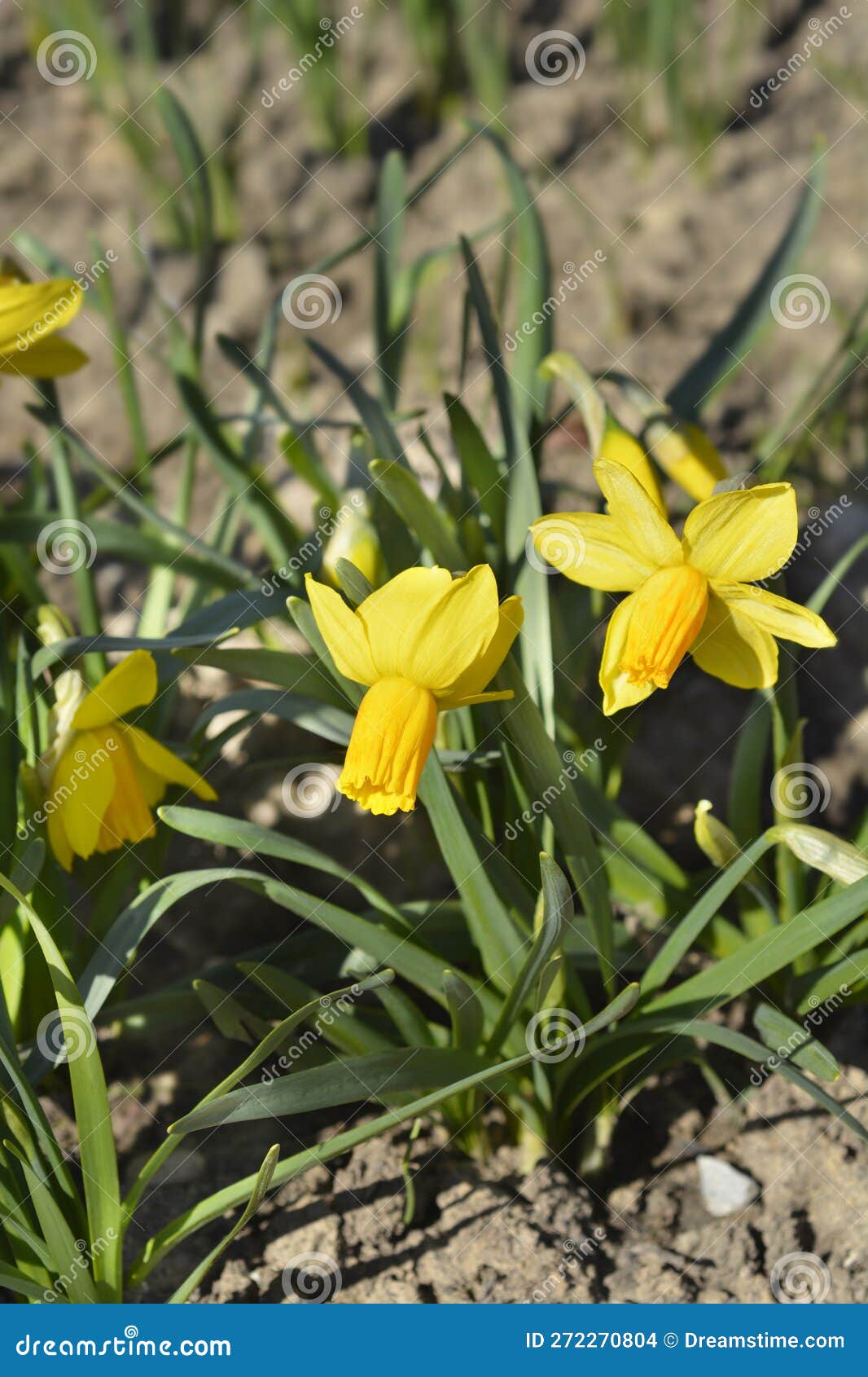 Daffodil Jetfire stock photo. Image of fire, cyclamineus - 272270804