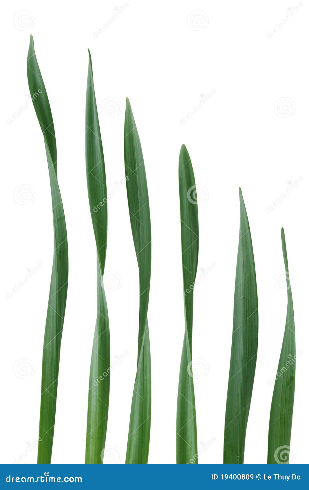 Daffodil Leaf stock image. Image of white, narcissus - 19400809