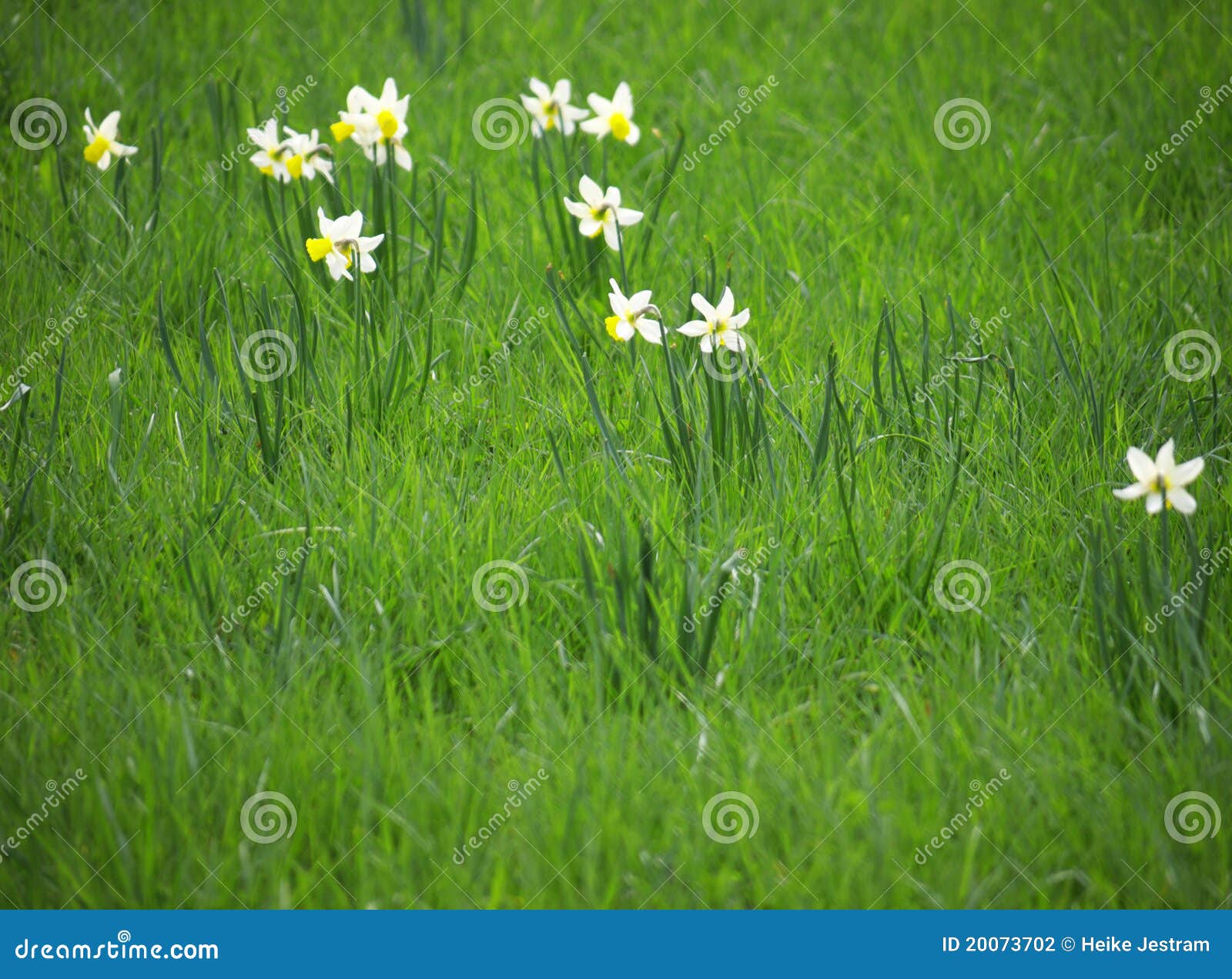 Daffodil meadow stock photo. Image of flower, environment - 20073702