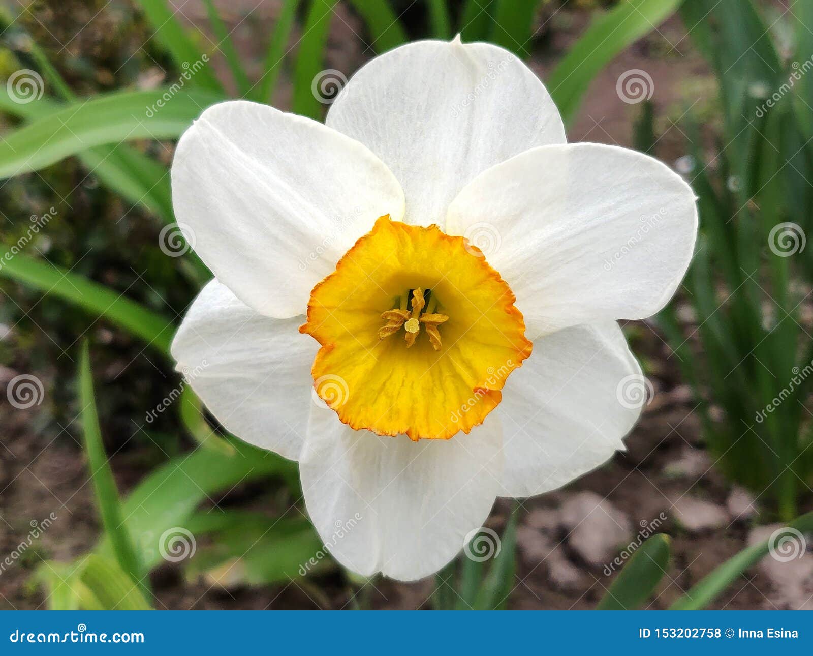 Daffodil Narcissus flower stock photo. Image of pollen - 153202758