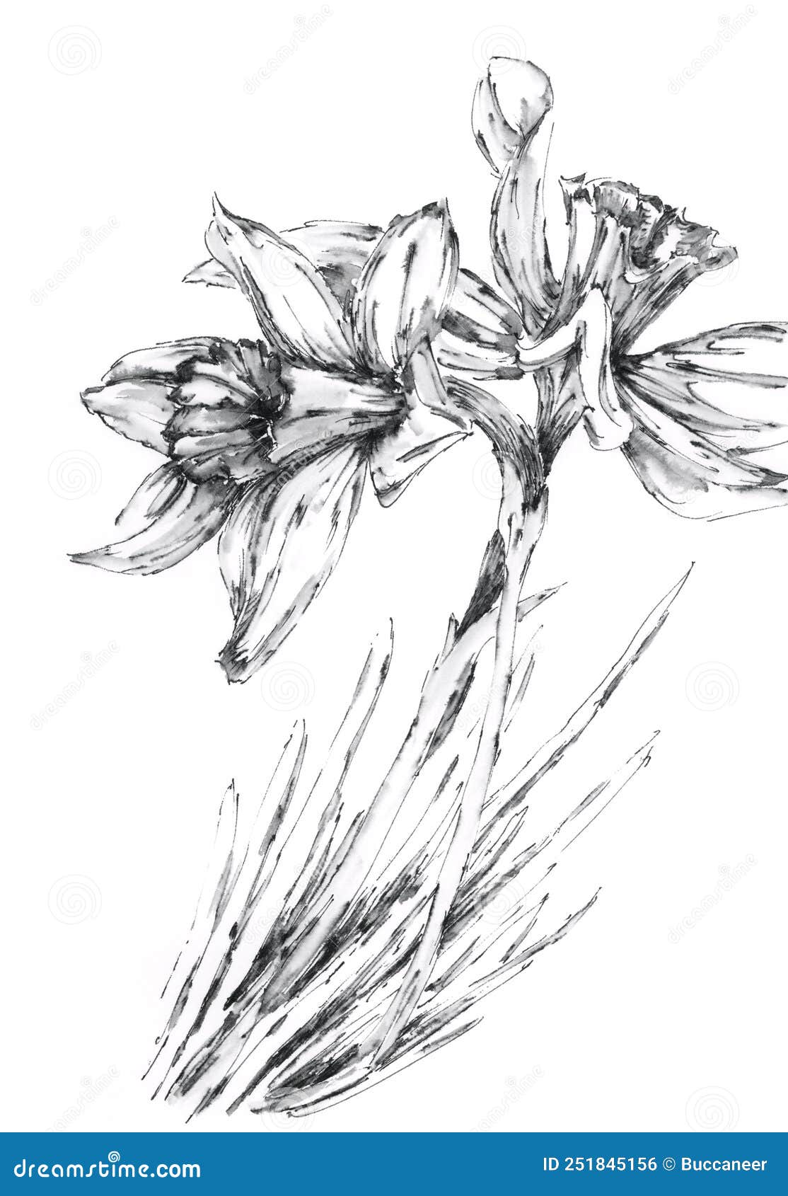 Daffodil Or Narcissus Flower Drawings. Collection Of Hand Drawn Black ...