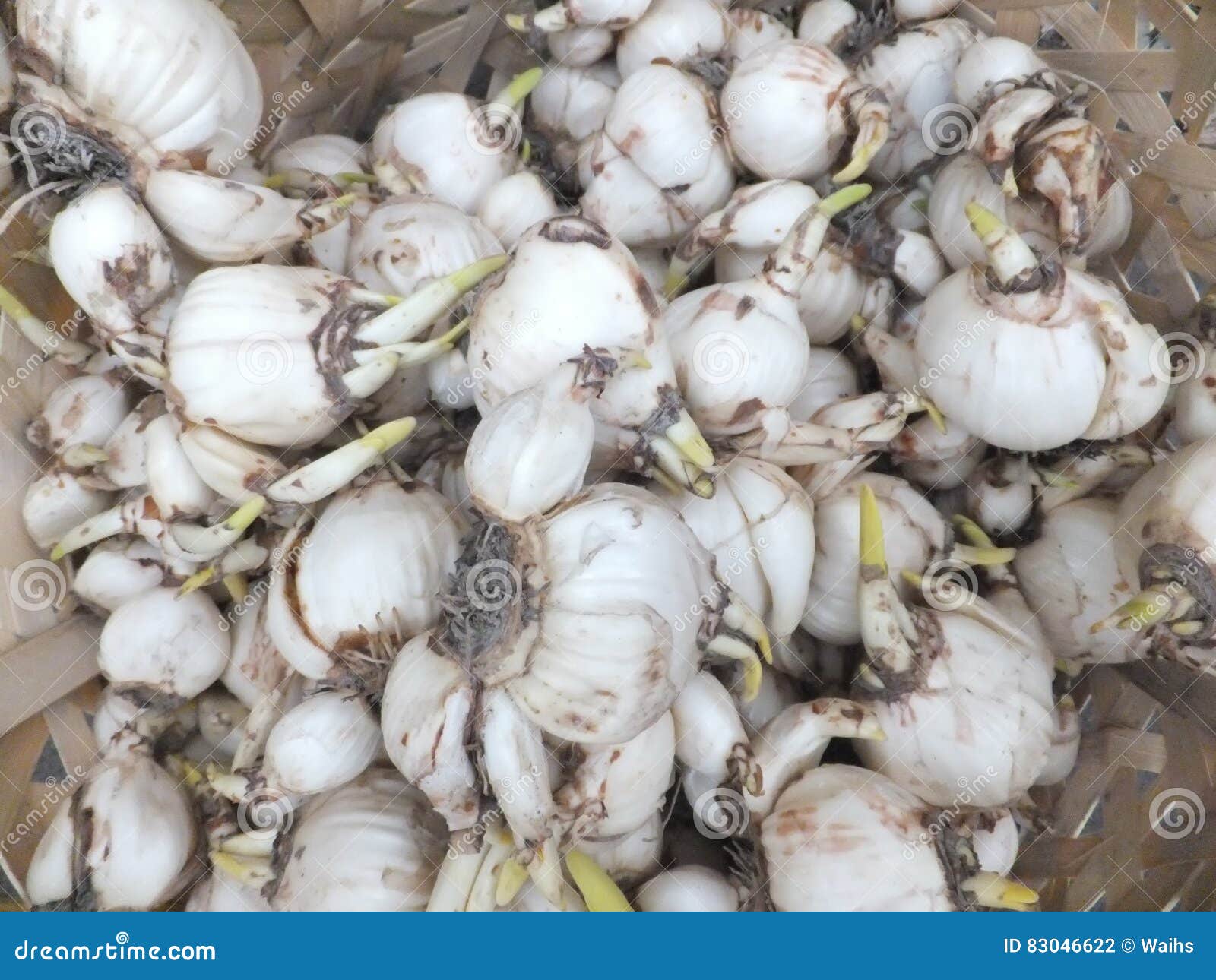 Daffodil seeds stock photo. Image of basin, agriculture - 83046622