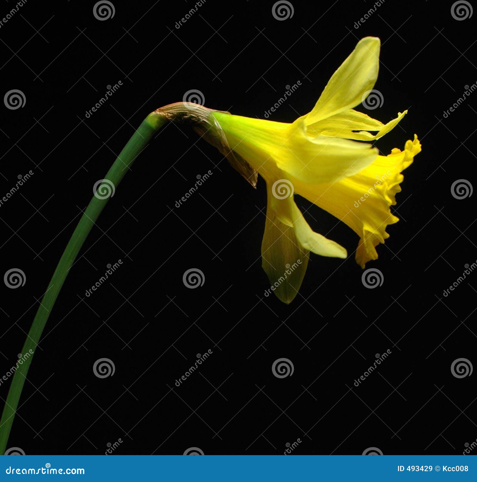 Daffodil from side stock image. Image of color, detail - 493429