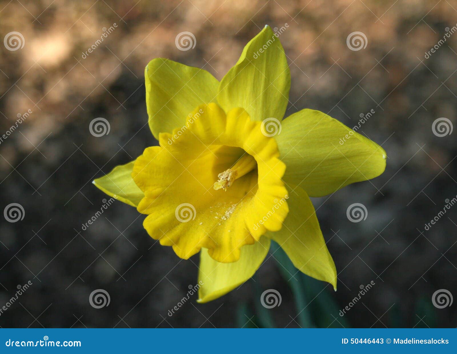 Daffodil stock image. Image of single, spring, narcissus - 50446443