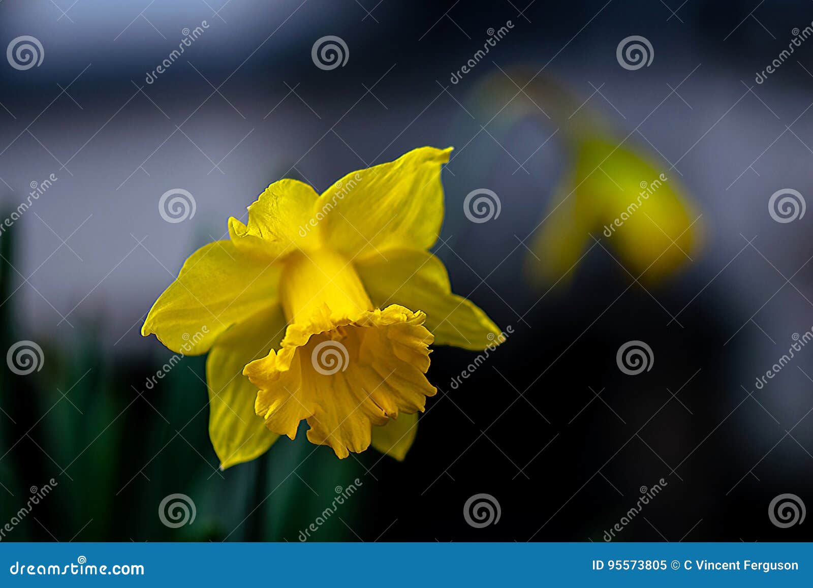 Daffodil stock image. Image of floral, garden, yellow - 95573805