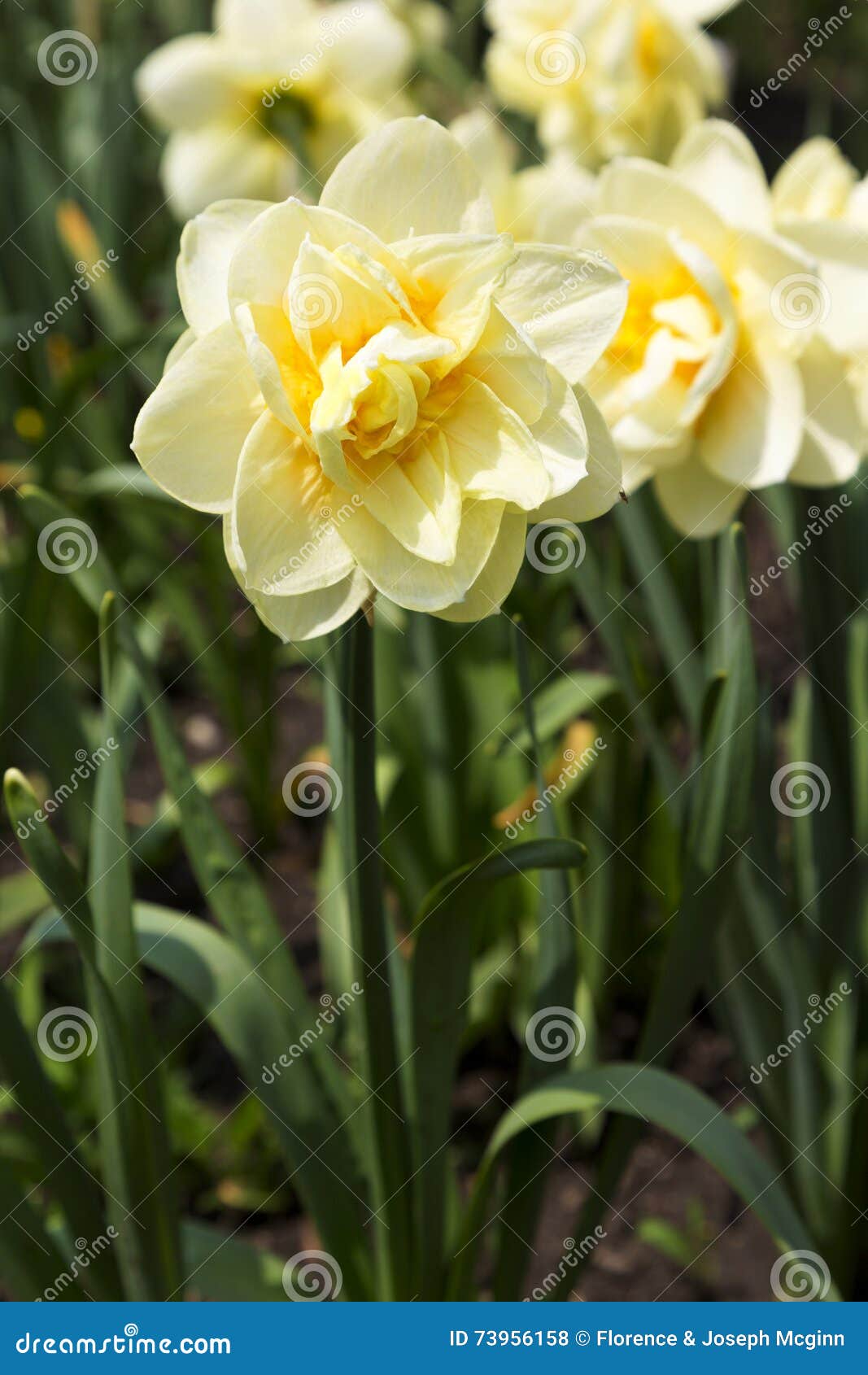 Daffodil in Soft Shades of Yellow Stock Photo - Image of symbol, stem ...