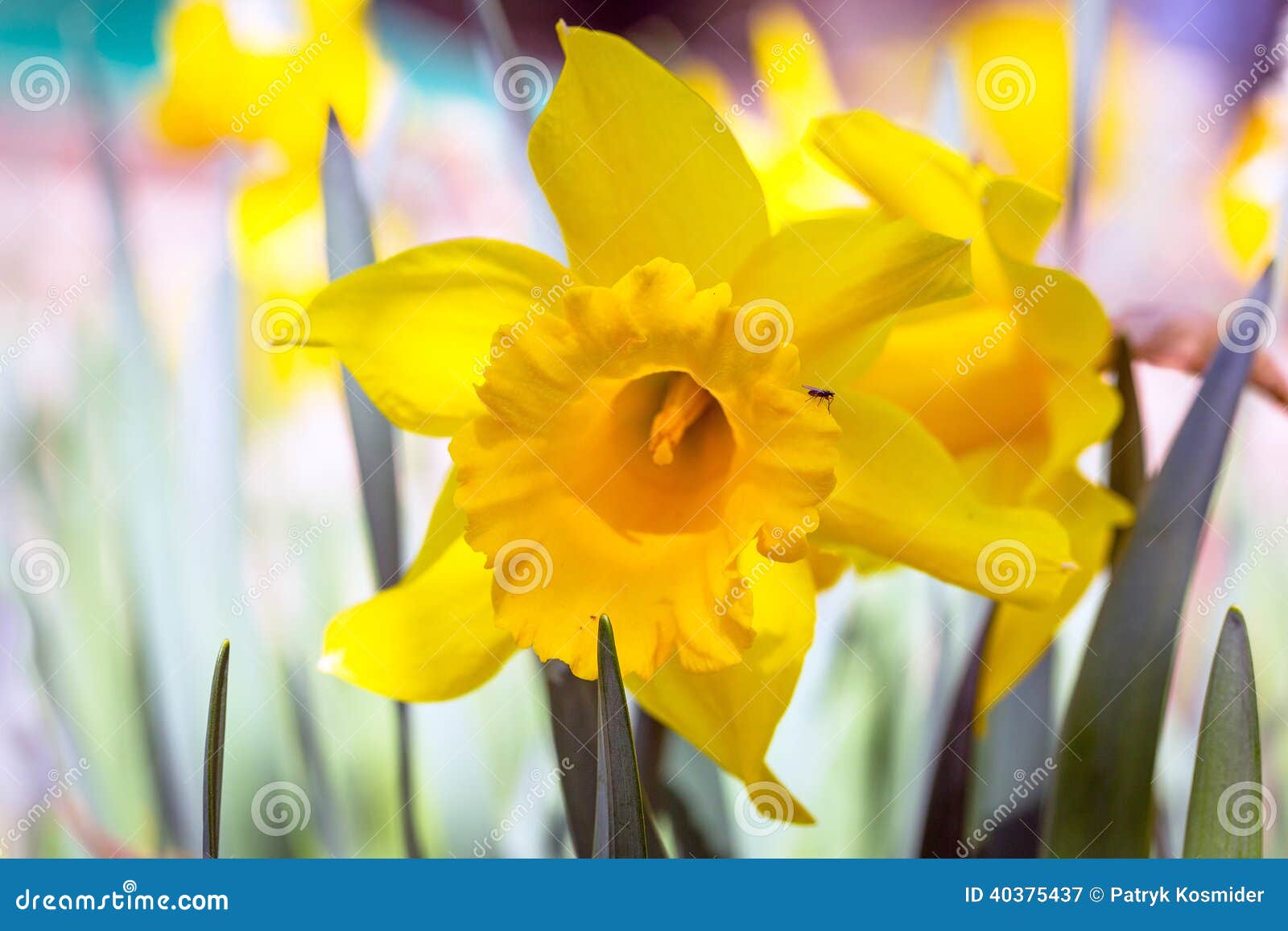 Daffodil spring flowers stock image. Image of botanic - 40375437
