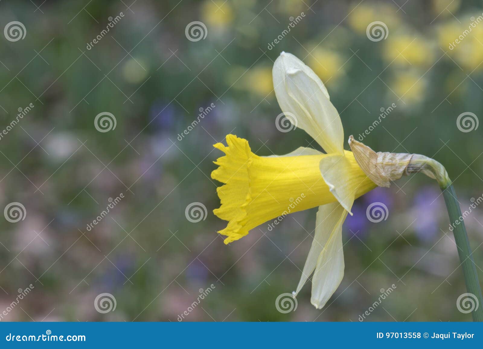 Daffodil stock photo. Image of sunny, spring, bright - 97013558