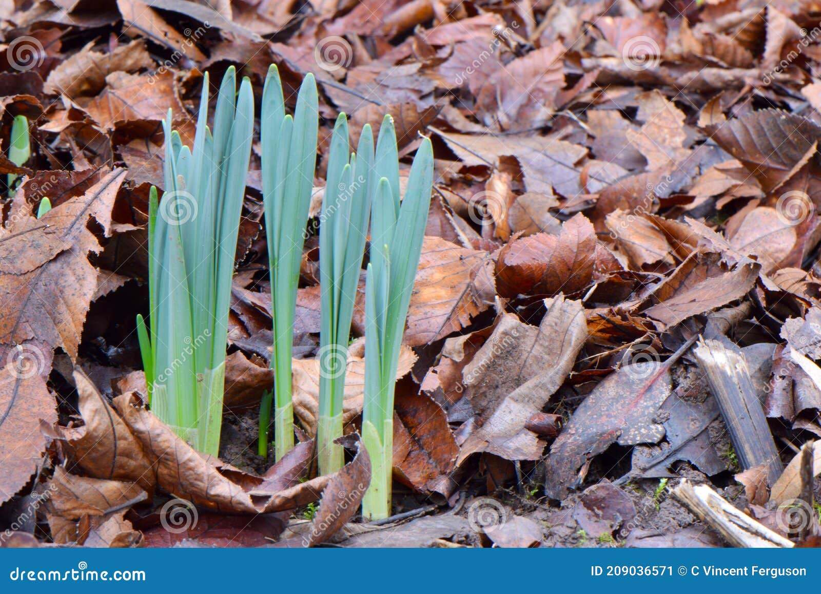 Daffodil Sprout Bunch with Brown Leaves Stock Image - Image of garden ...