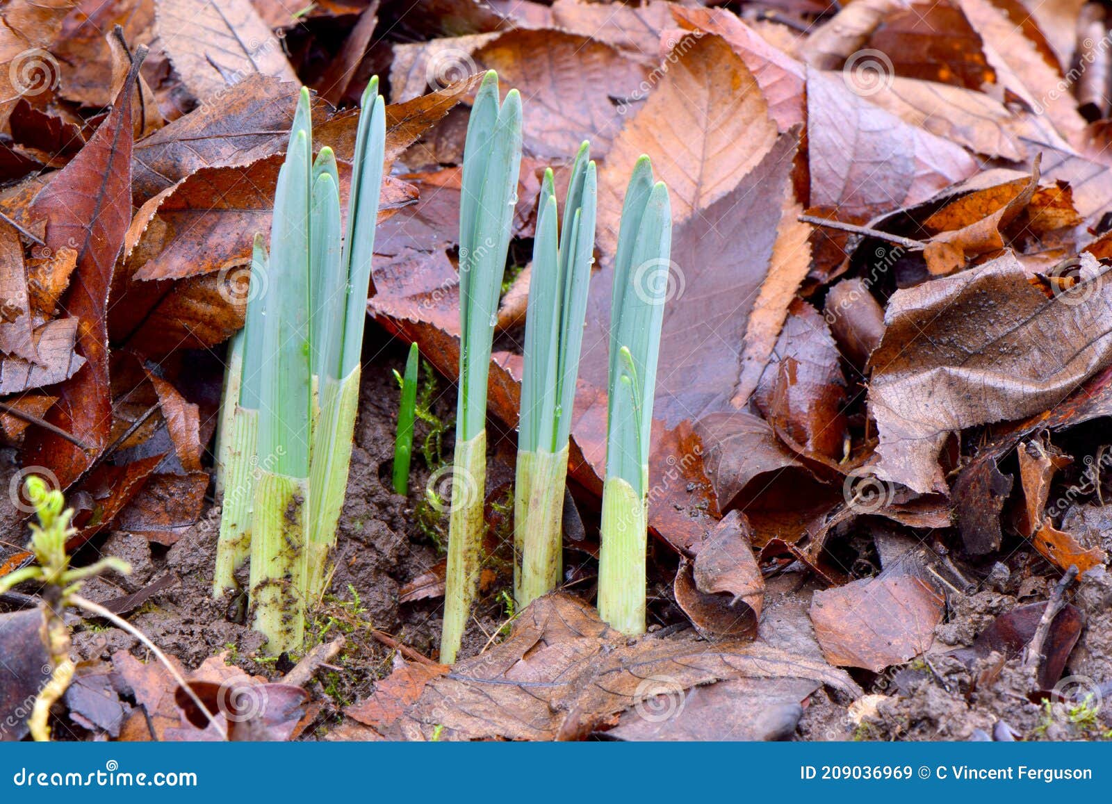 Daffodil Sprout Bunch 04 stock image. Image of bunch - 209036969
