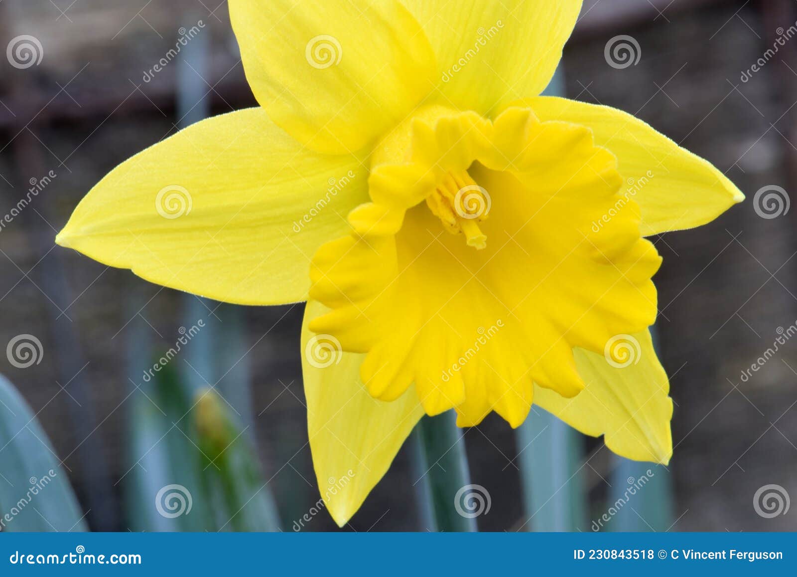 Yellow Daffodil Flower Stigma 04 Stock Photo - Image of plant, solo ...