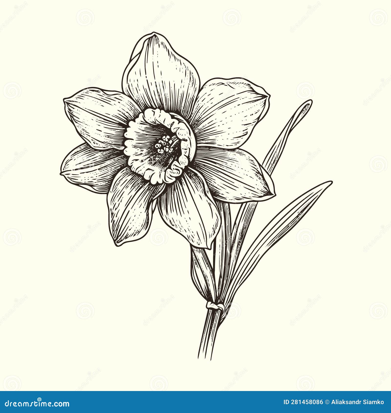 Daffodil Vector Drawing. Isolated Hand Drawn Object, Engraved Style ...