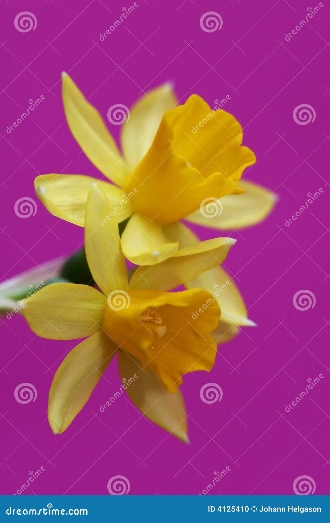 Viloet Background Stock Photos - Free & Royalty-Free Stock Photos from ...