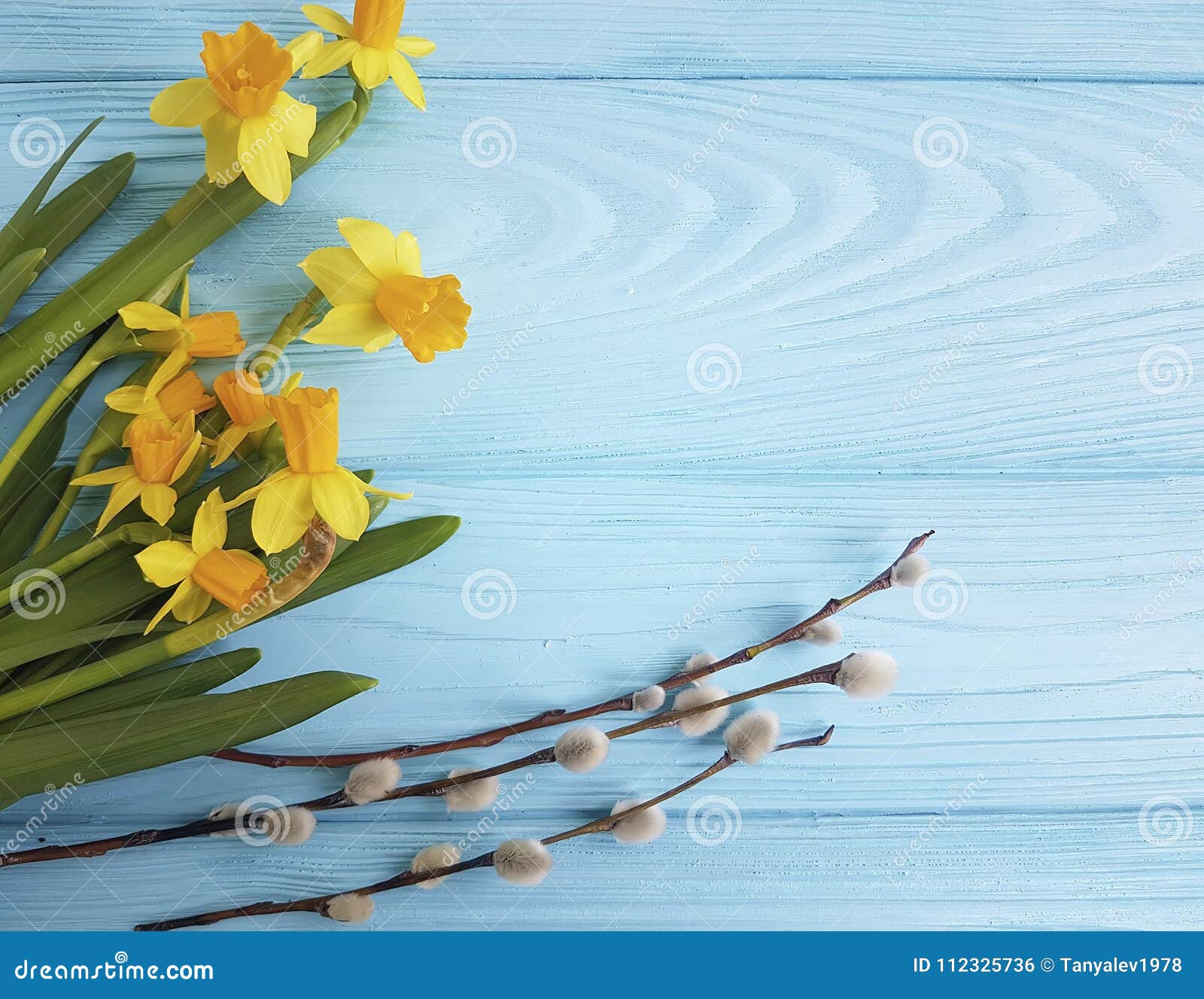 Daffodil Willow on a Blue Wooden Fresh Congratulations Stock Photo ...