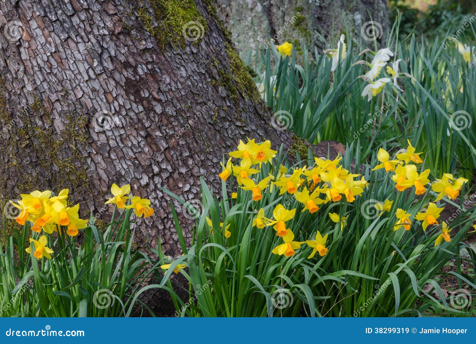 Daffodil Woods stock image. Image of grow, wildflower - 38299319