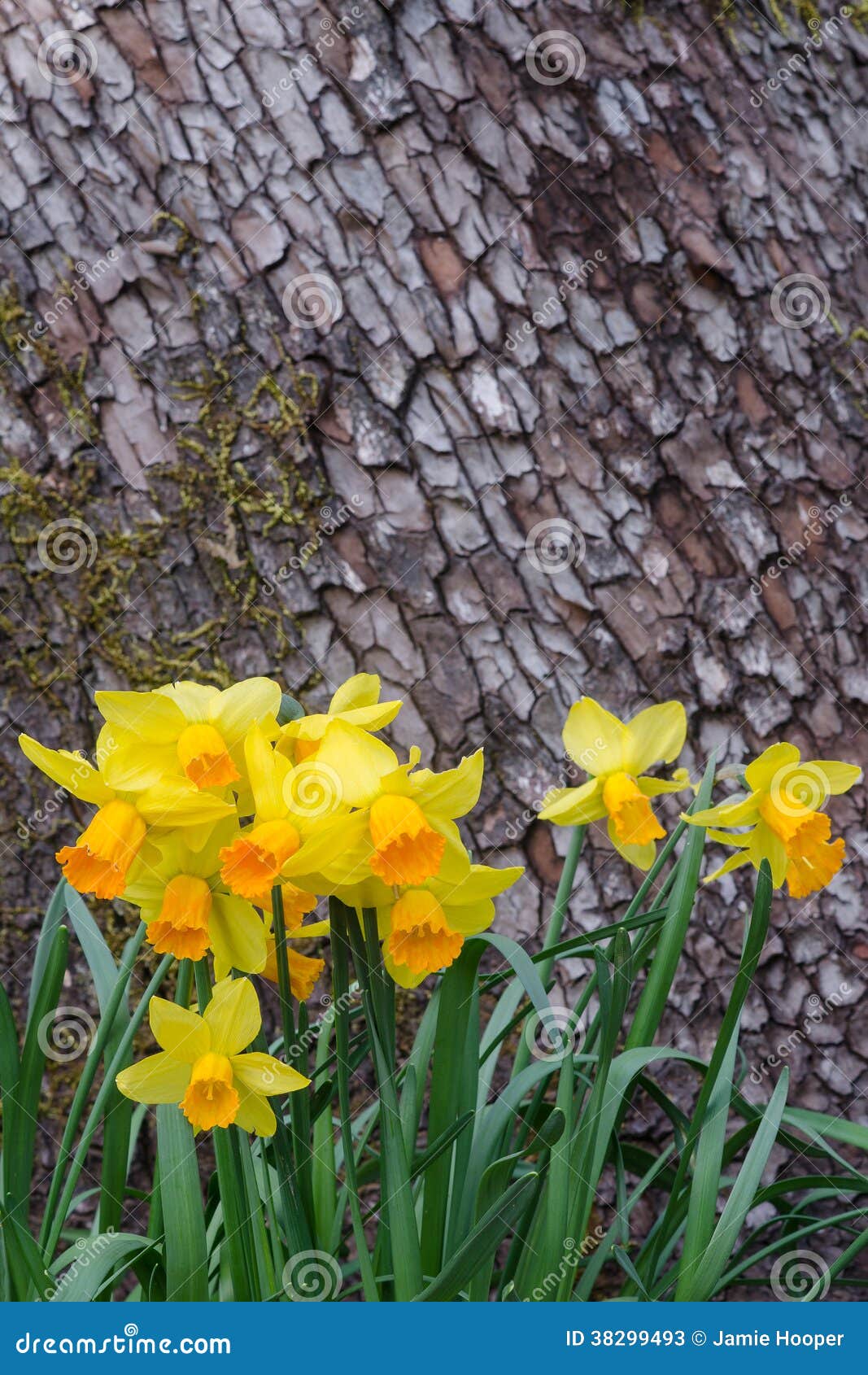 Daffodil Woods Background stock image. Image of nature - 38299493