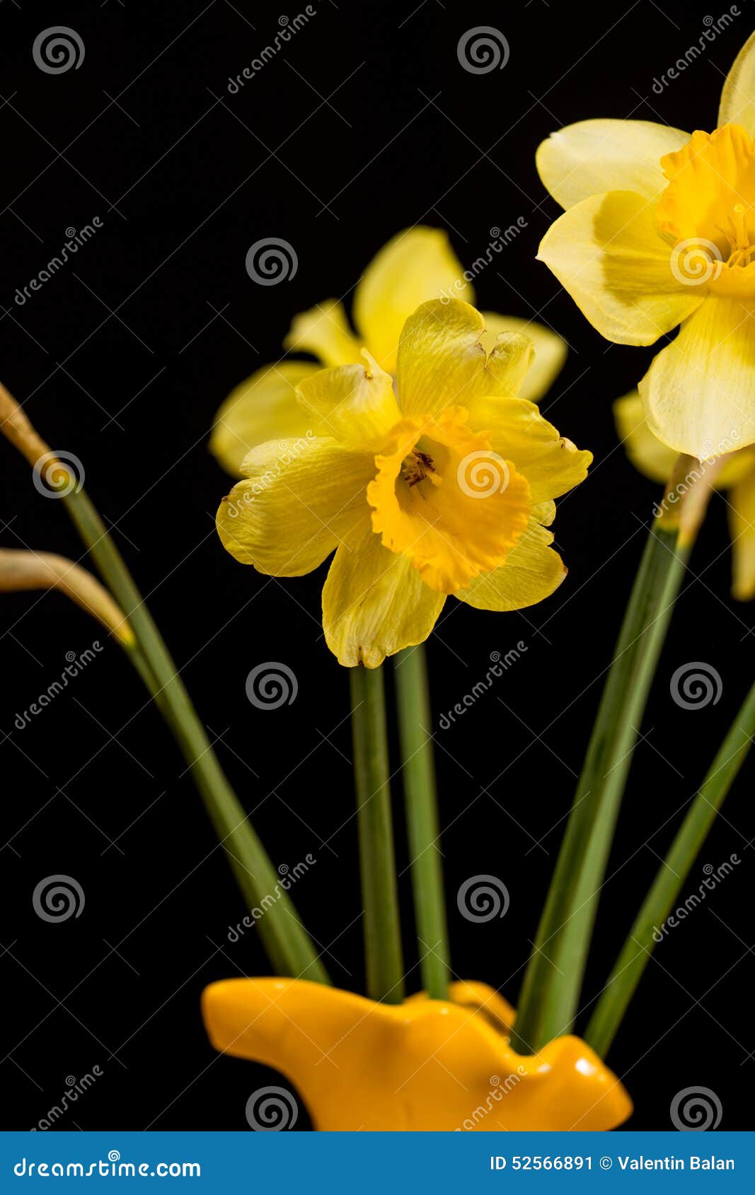 Daffodil stock image. Image of beauty, closeup, color - 52566891