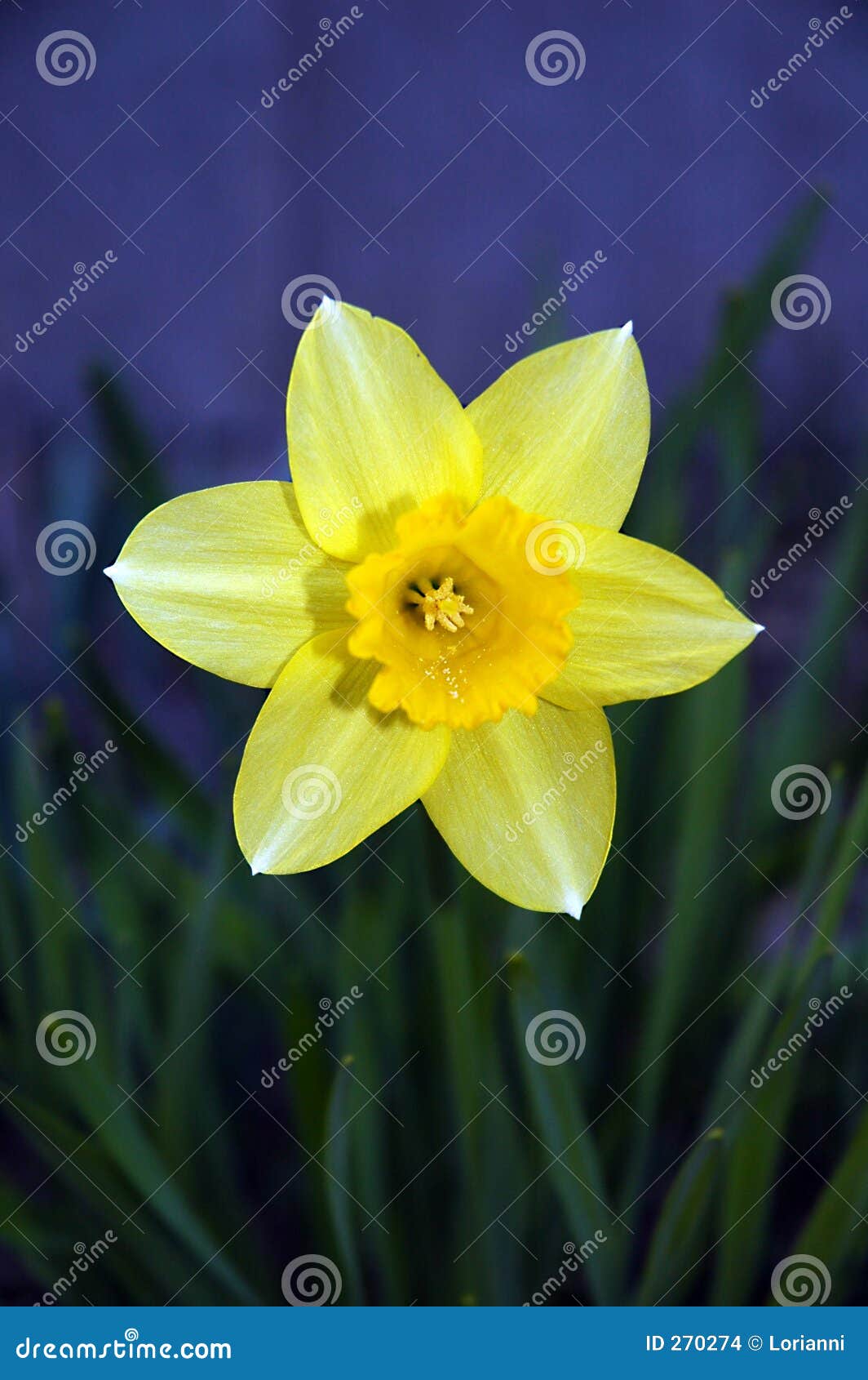 Daffodil-yellow flower stock photo. Image of nature, daffodil - 270274
