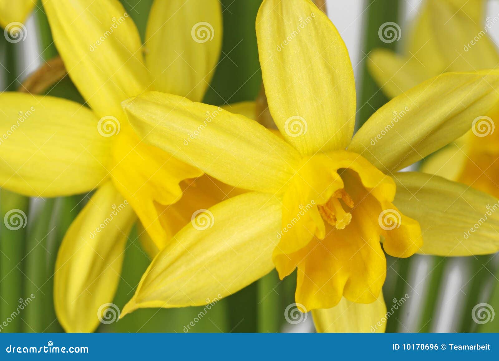 Daffodils stock photo. Image of stem, spring, leaves - 10170696