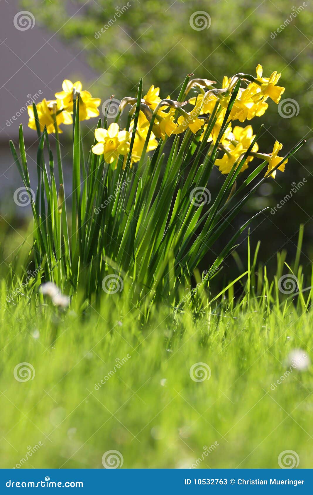 Daffodils stock image. Image of grass, nature, floral - 10532763