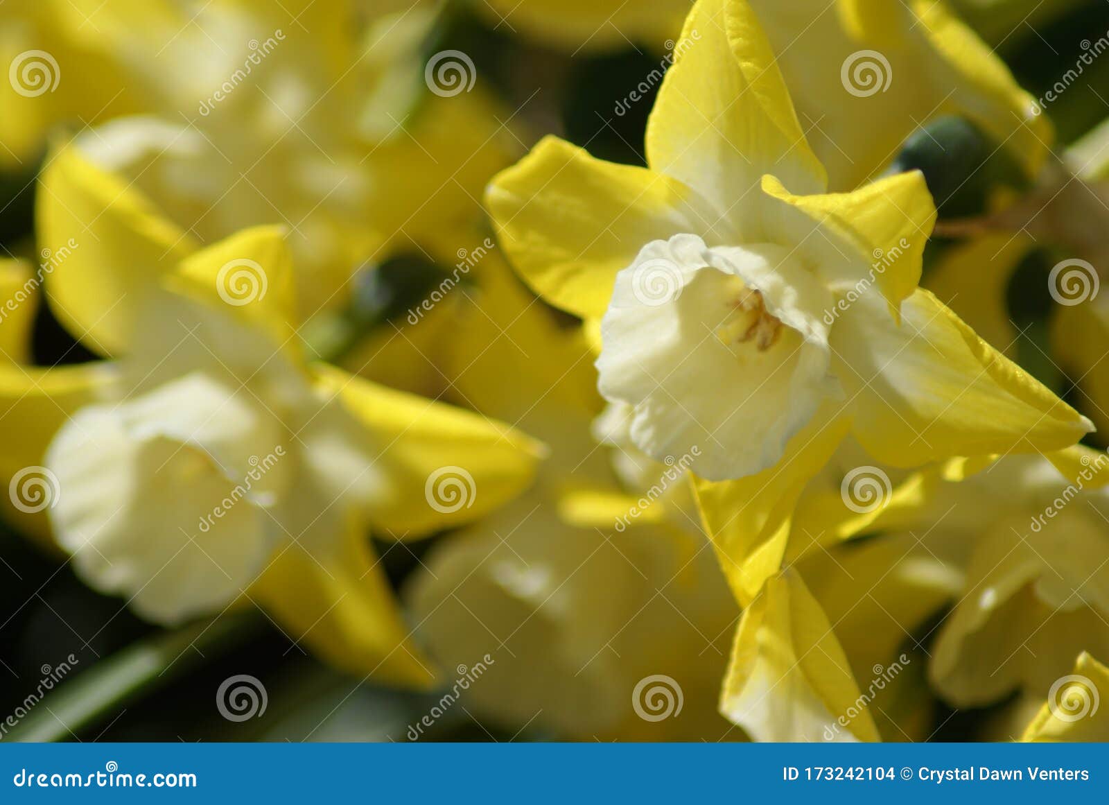 Daffodils stock photo. Image of spathe, daffodil, jonquils - 173242104