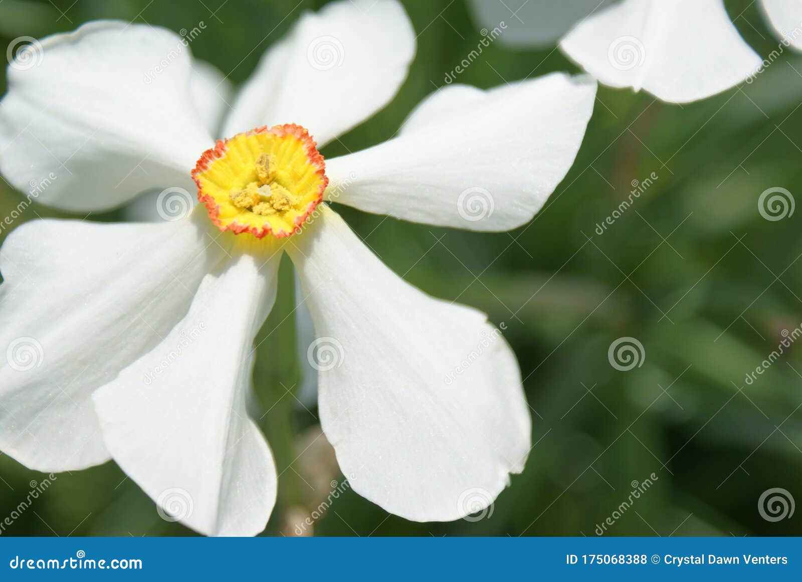 Daffodil stock photo. Image of narcissus, spathe, tepals - 175068388