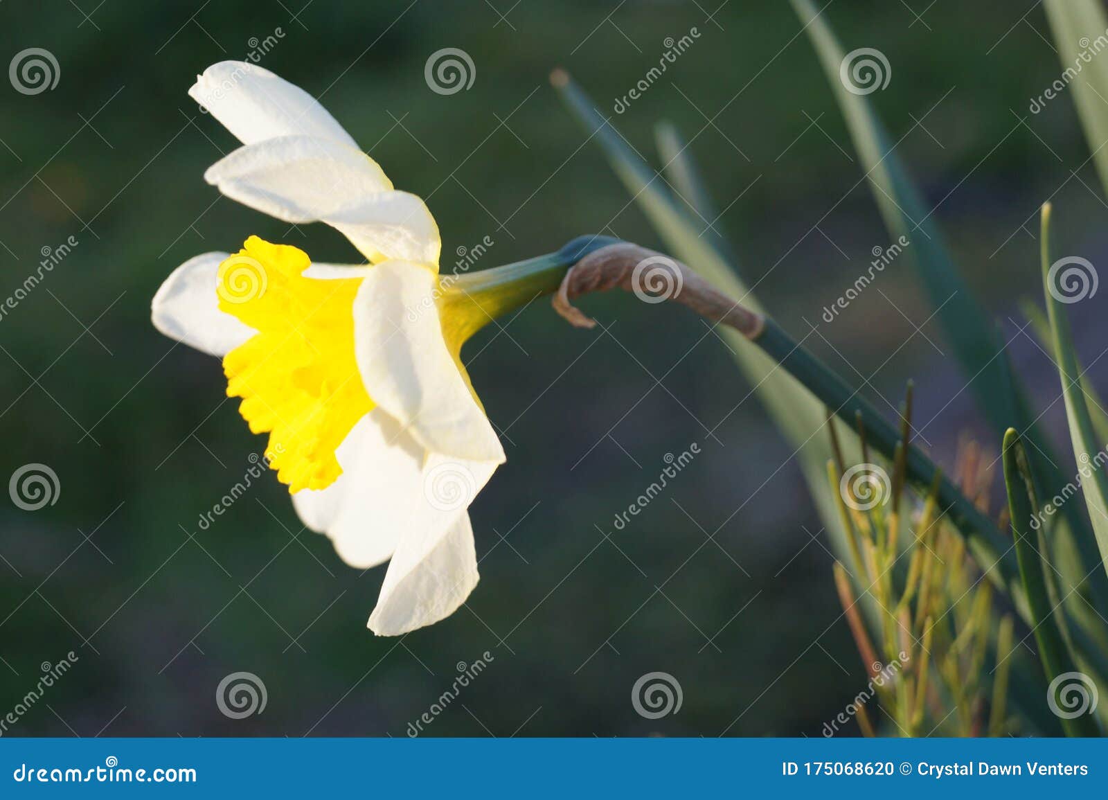 Daffodil stock photo. Image of jonquil, spathe, portrait - 175068620