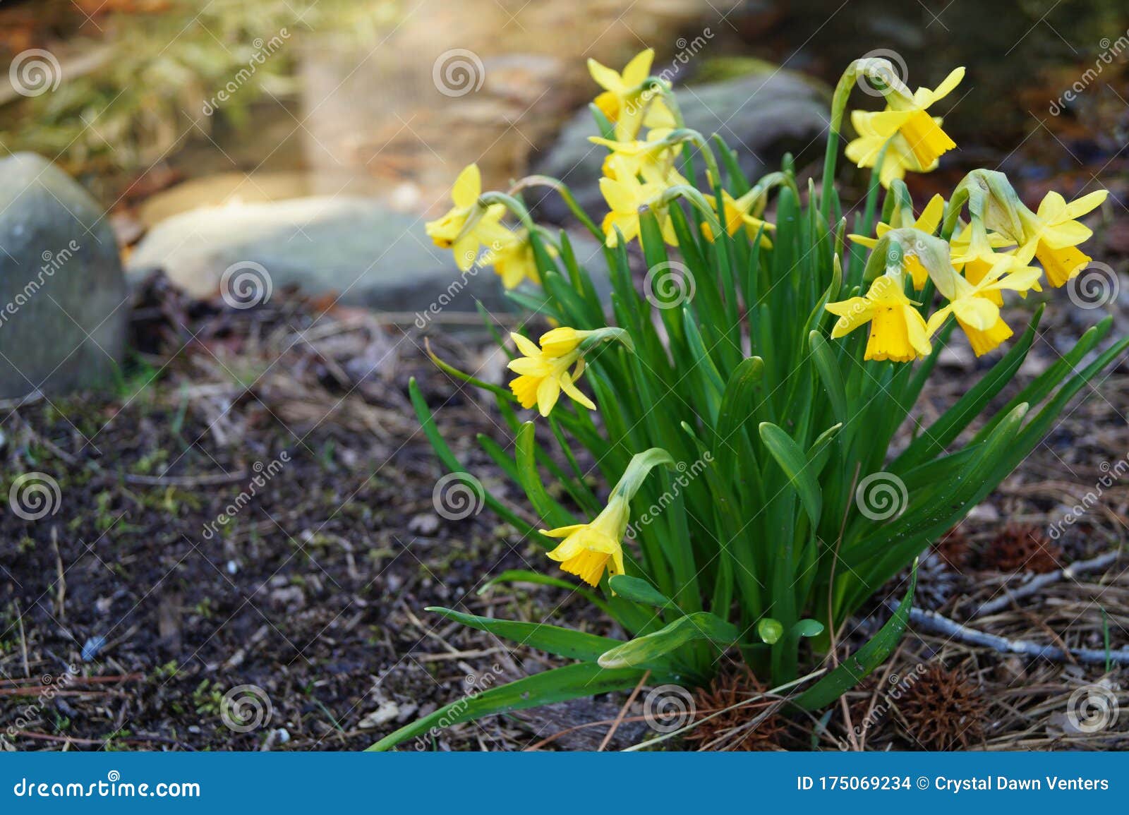 Daffodils stock photo. Image of scapose, tube, daffadowndillies - 175069234