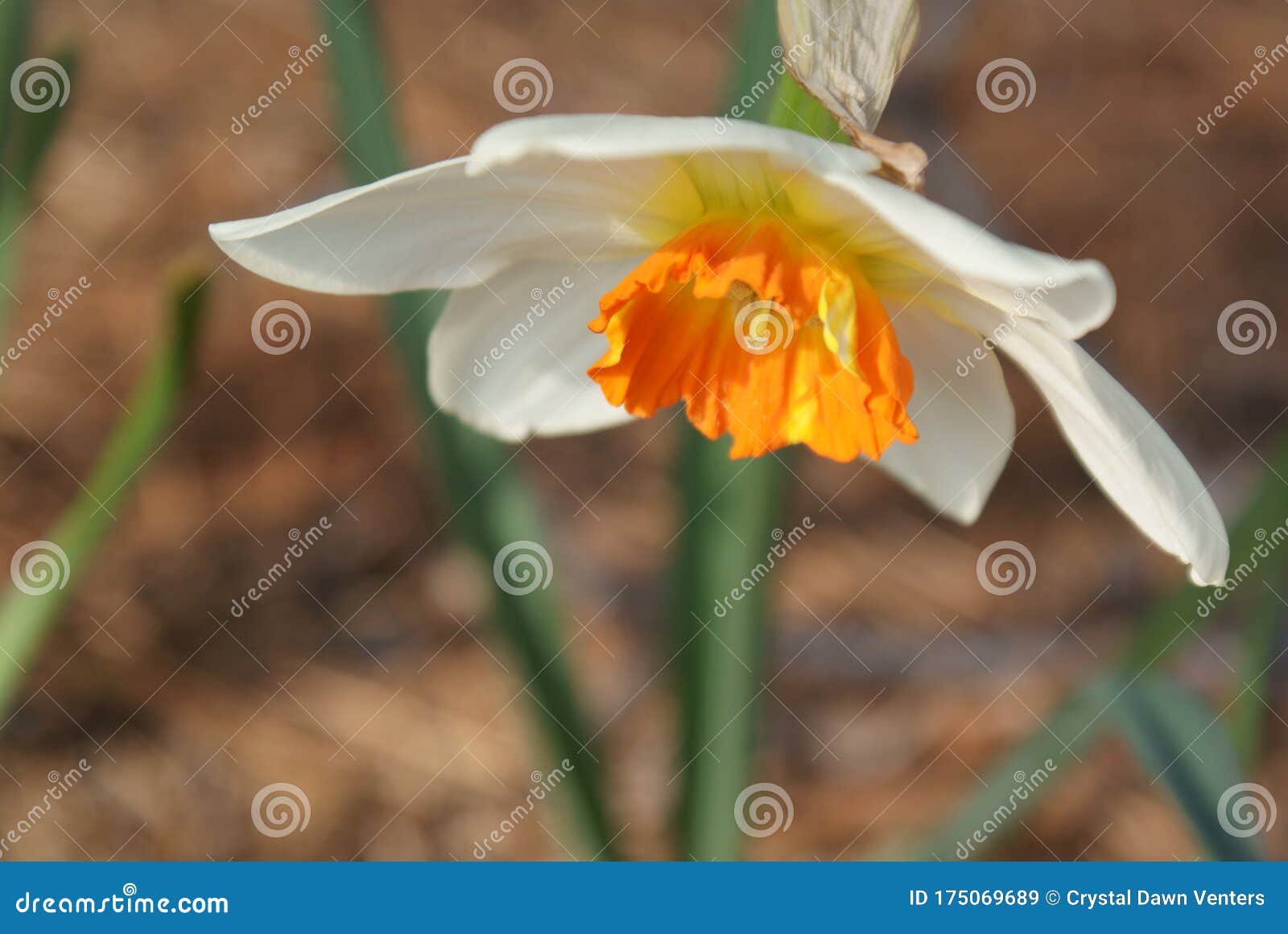 Daffodil stock image. Image of flower, spathe, saint - 175069689