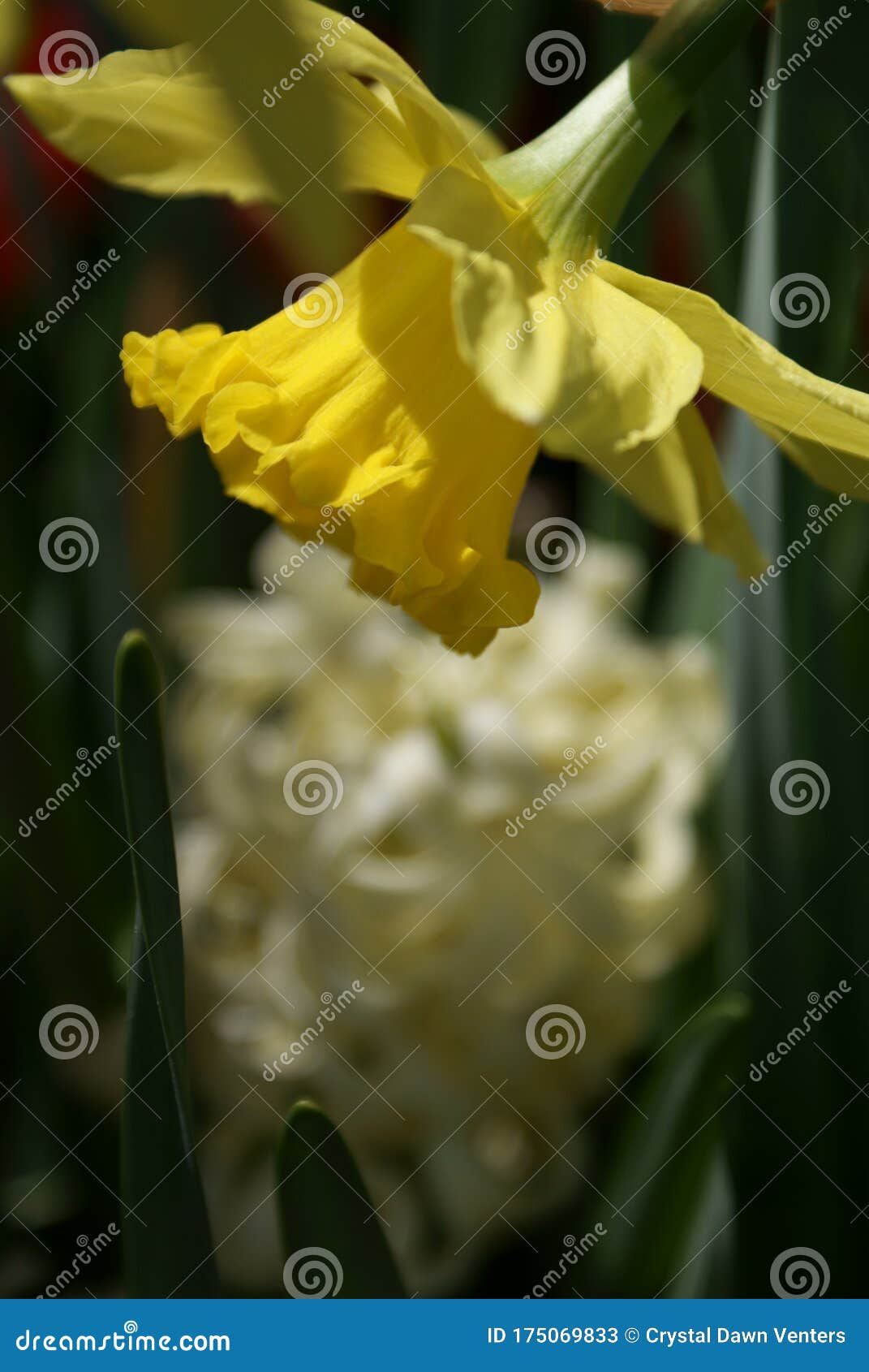 Daffodil stock image. Image of bulbs, david, saint, spathe - 175069833