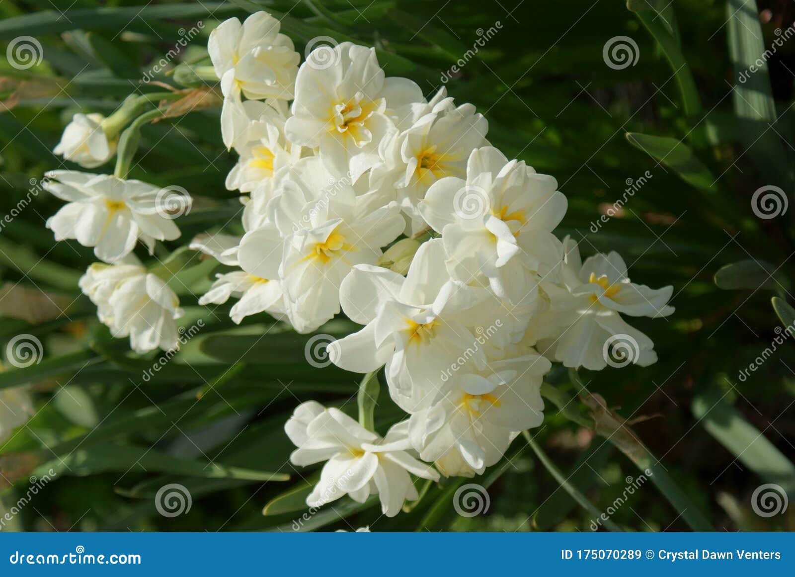 Daffodils stock image. Image of spathe, floral, narcissus - 175070289