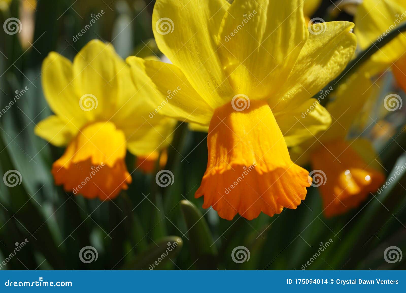 Daffodils stock photo. Image of daffadowndillies, spathe - 175094014