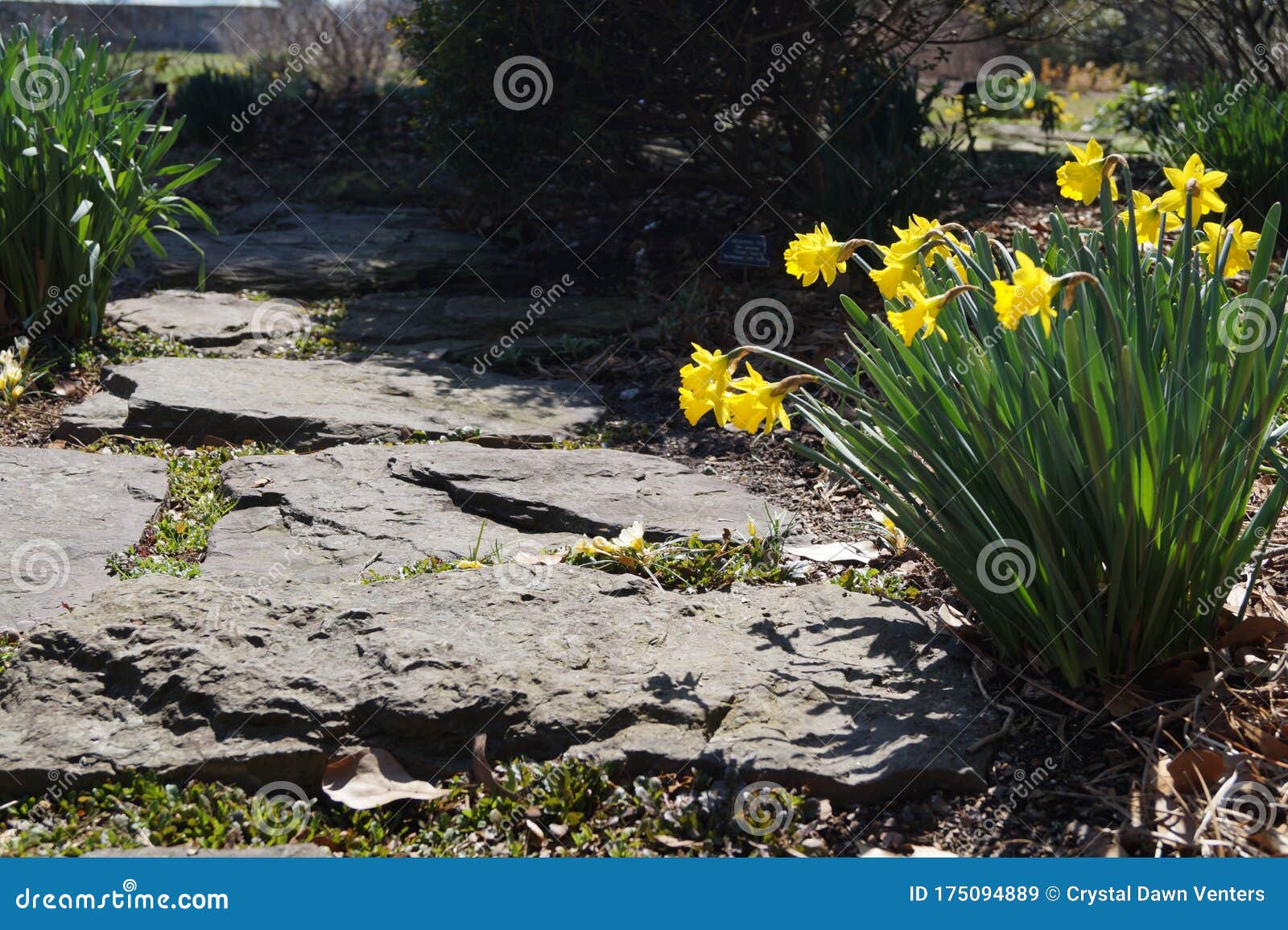 Daffodils stock image. Image of spathe, daffadowndillies - 175094889