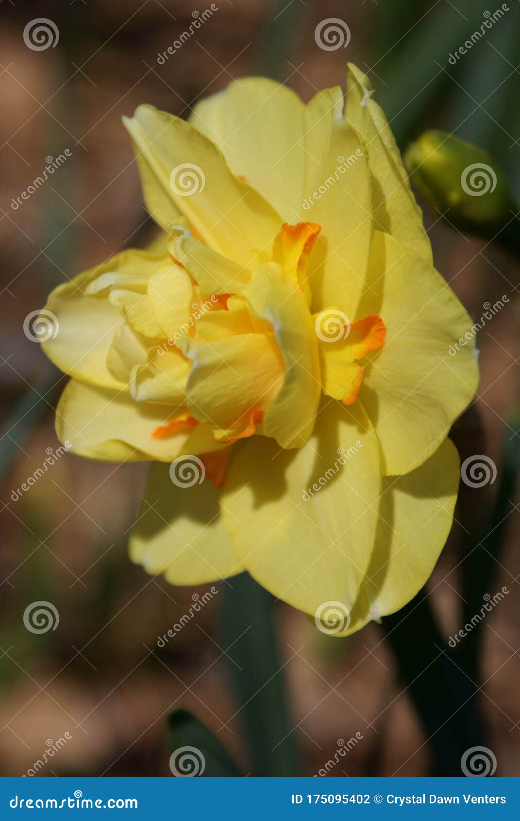 Daffodil stock photo. Image of corona, yellow, spathe - 175095402