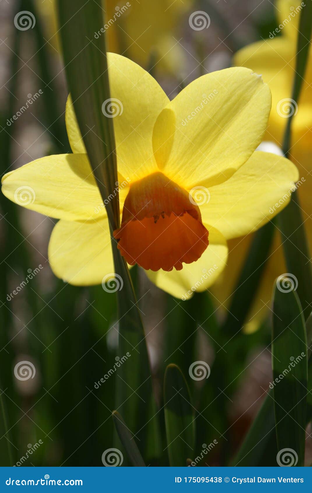 Daffodil stock photo. Image of saint, spathe, daffadowndillies - 175095438