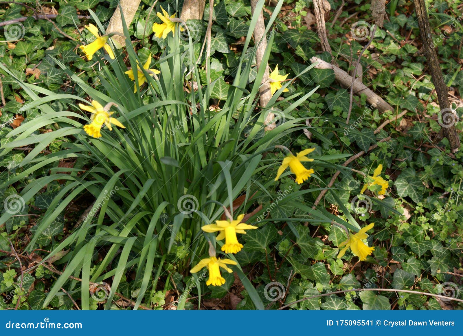Daffodils stock image. Image of spring, spathe, david - 175095541