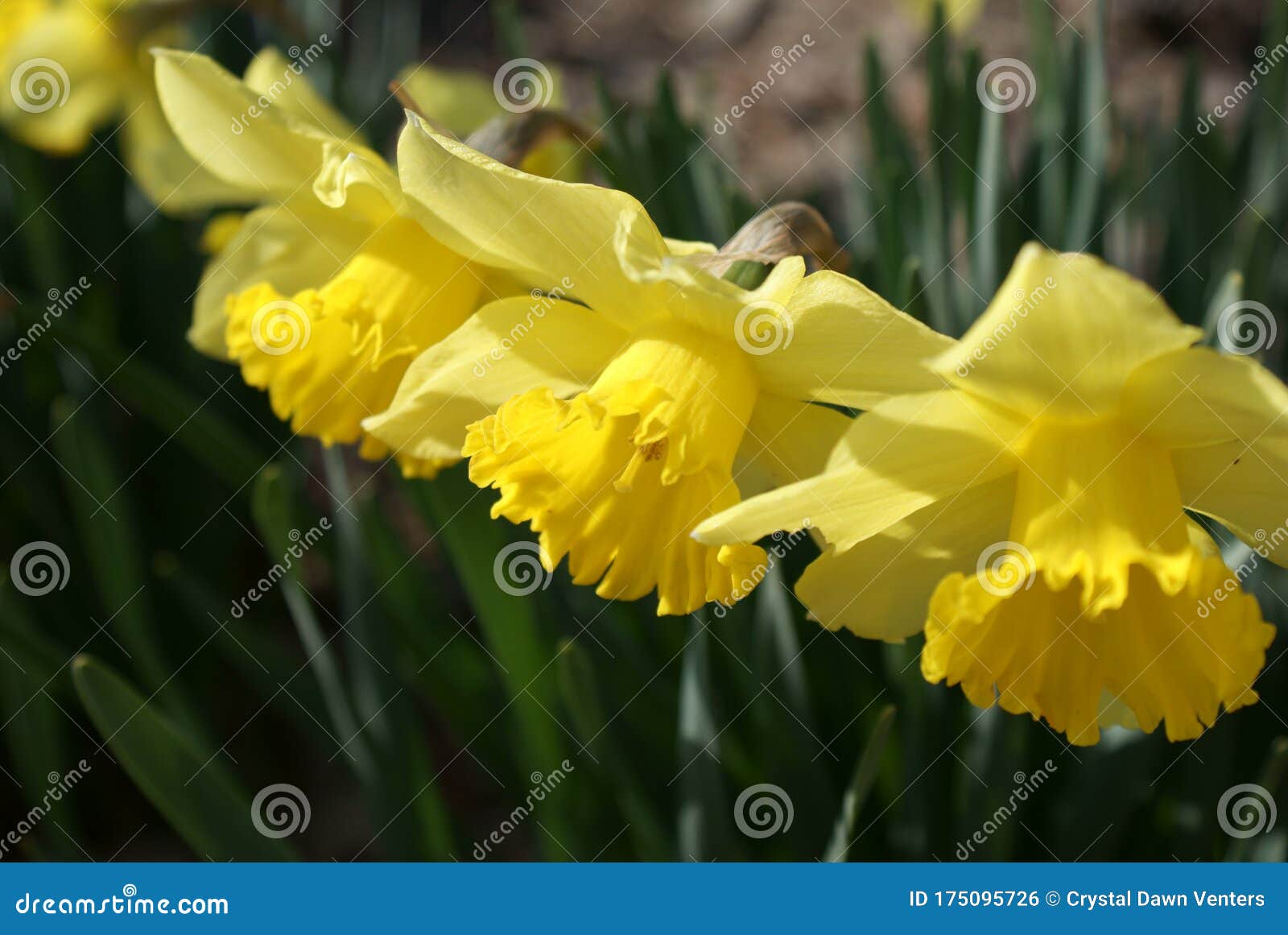 Daffodils stock photo. Image of spathe, lily, daffadowndillies - 175095726