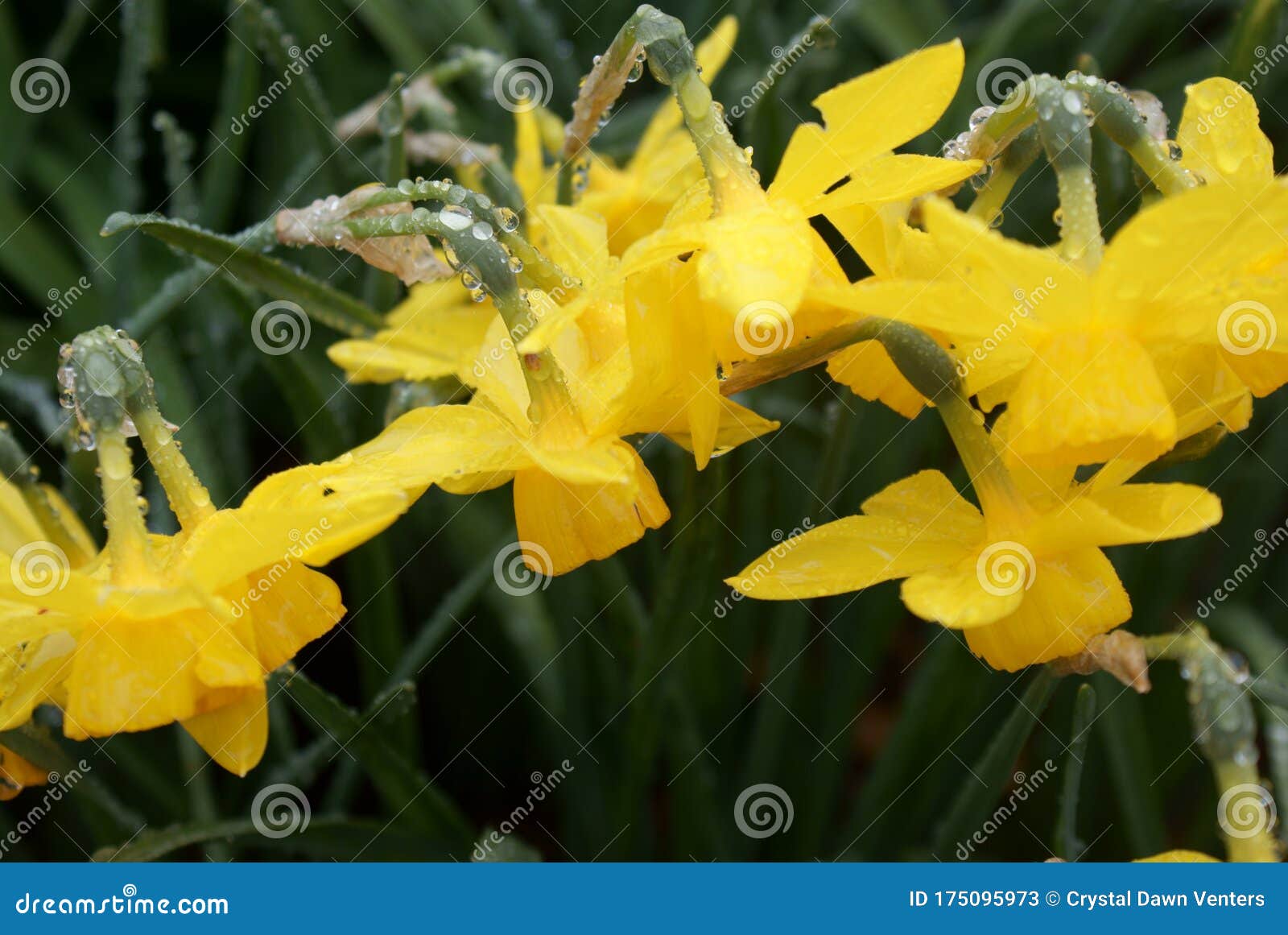 Daffodils stock image. Image of spathe, david, february - 175095973