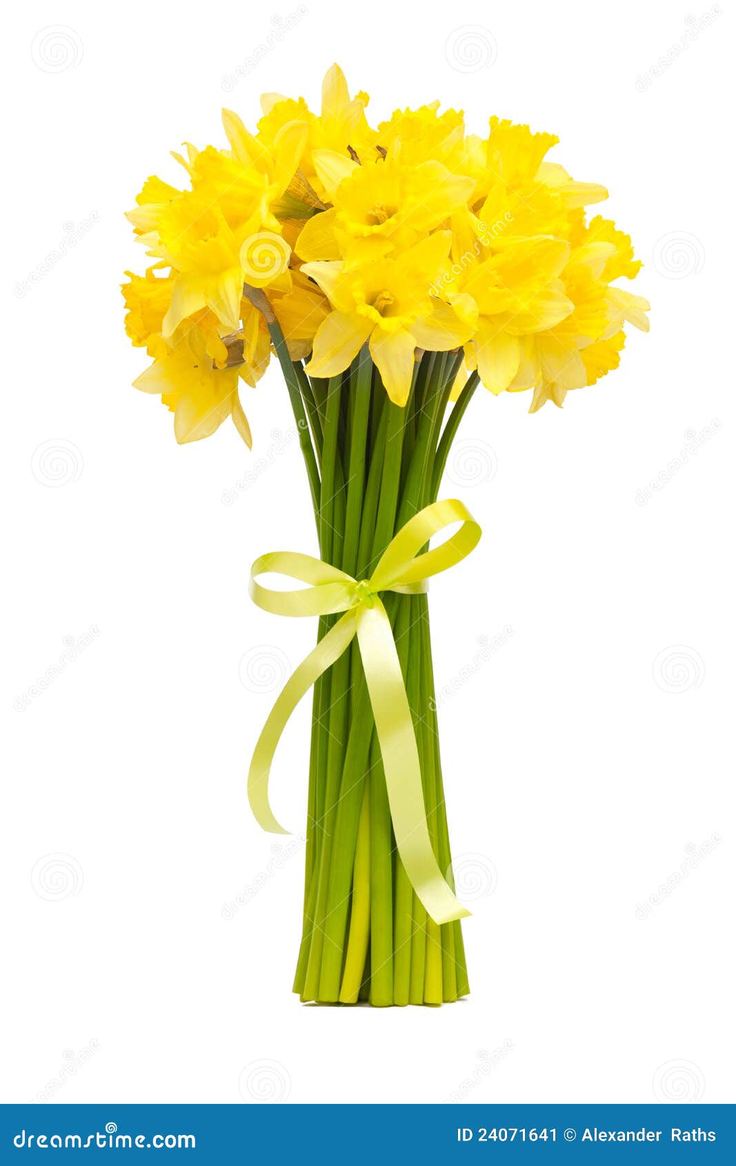Daffodils Stock Image - Image: 24071641