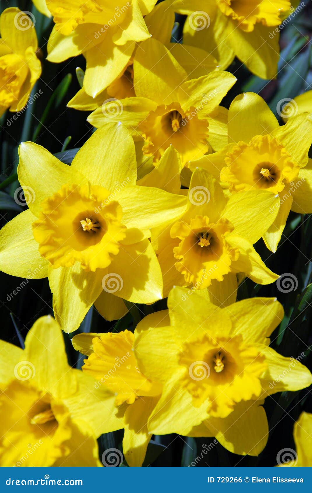 Daffodils stock photo. Image of plant, botanical, gardening - 729266