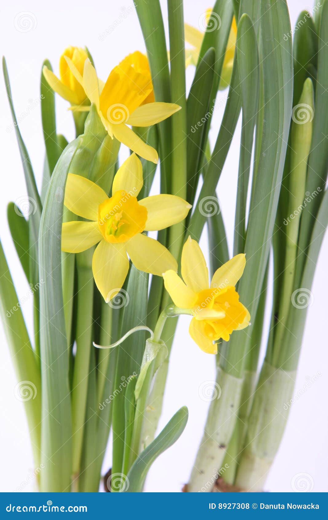 Daffodils stock photo. Image of daffodils, stem, leaf - 8927308