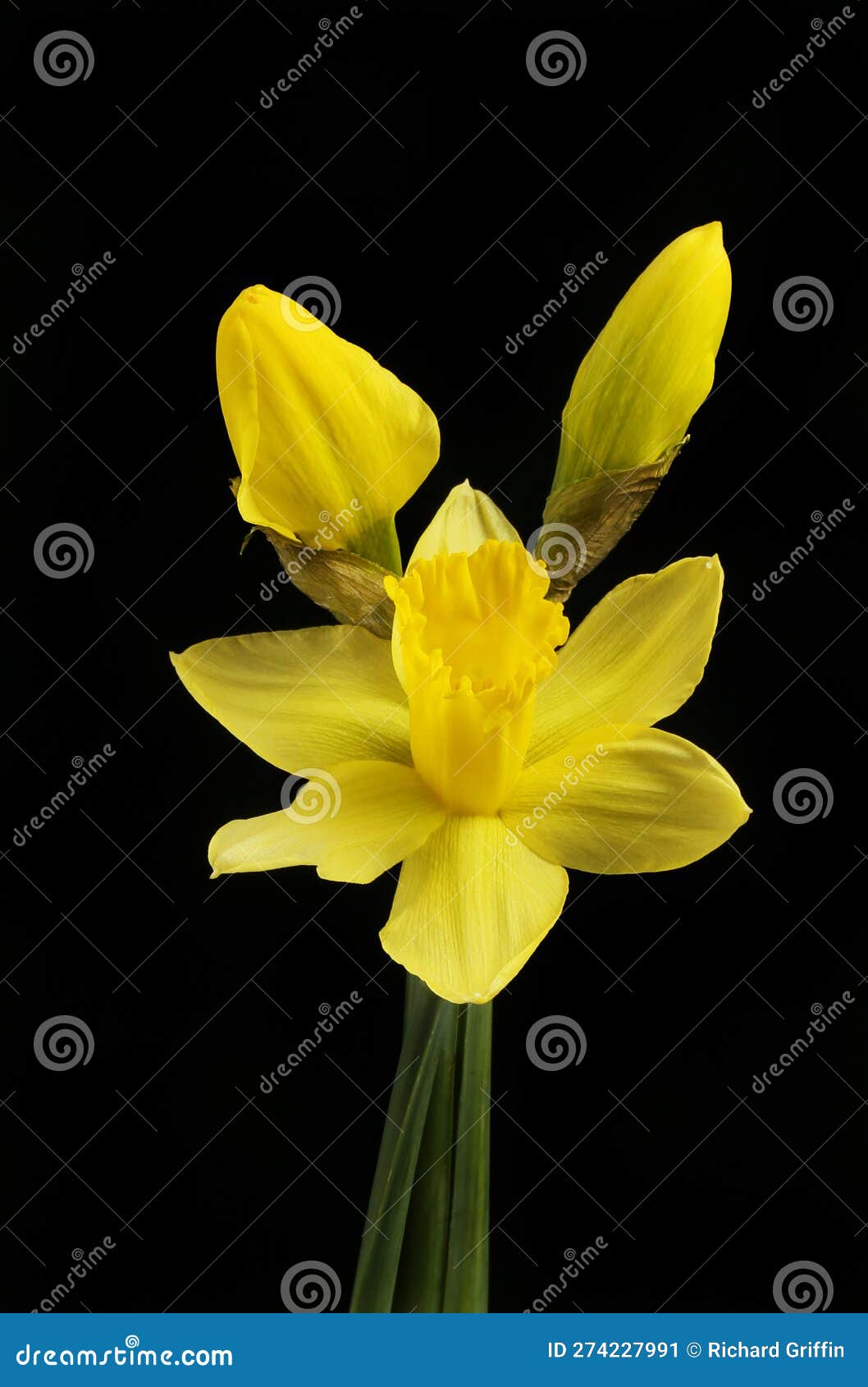 Daffodils against black stock image. Image of floral - 274227991