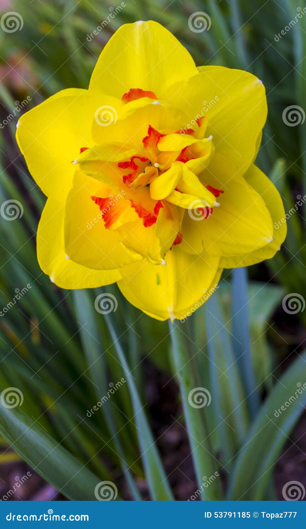 Daffodils stock image. Image of green, bouquet, floral - 53791185