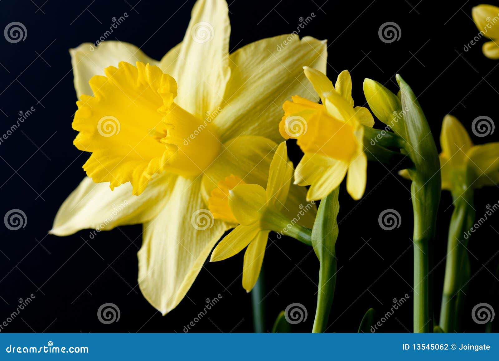Daffodils on black stock photo. Image of flowers, yellow - 13545062