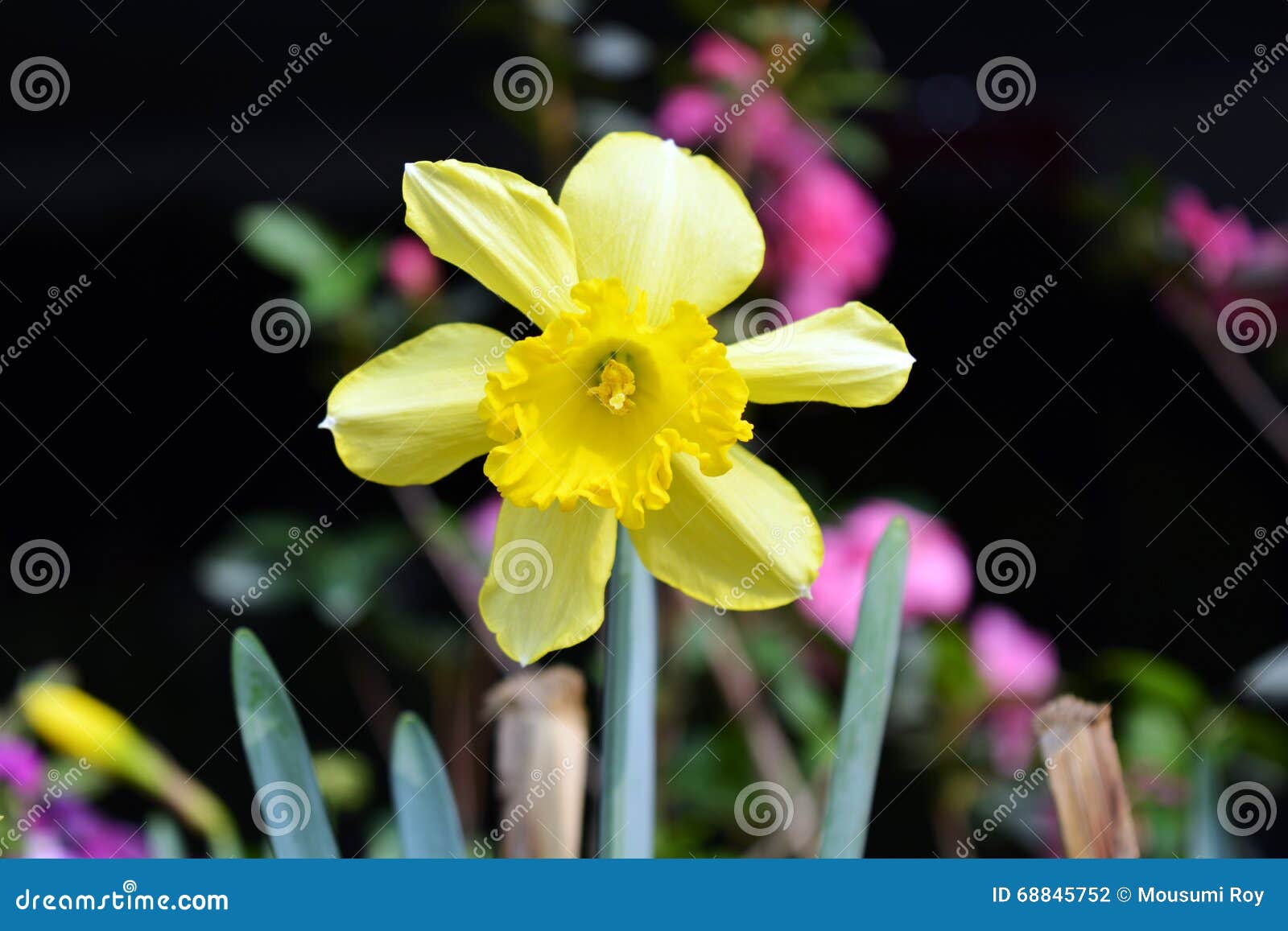 Daffodils with a Black Background Stock Photo - Image of natural, close ...