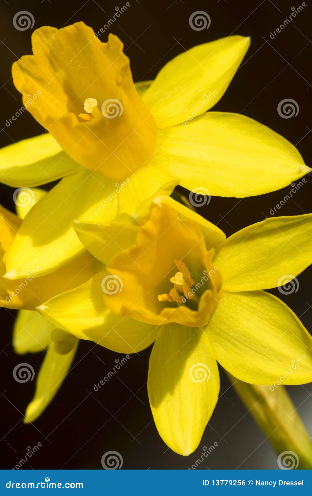 Daffodils on black closeup stock photo. Image of stems - 13779256